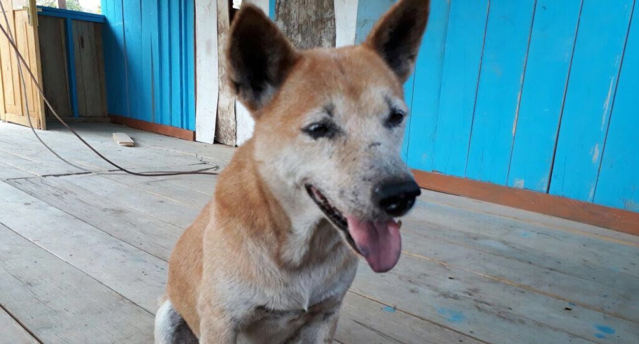 Mission | Seventh-day Adventist Dog